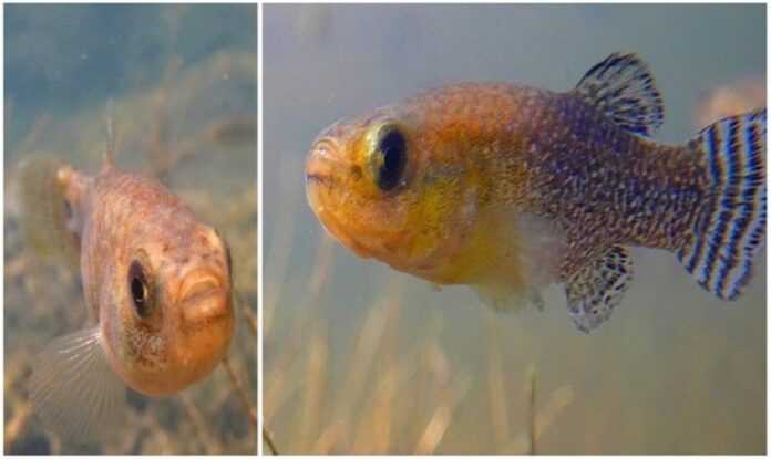 Découverte d'une espèce de poisson menacée d’extinction à Béchar ...